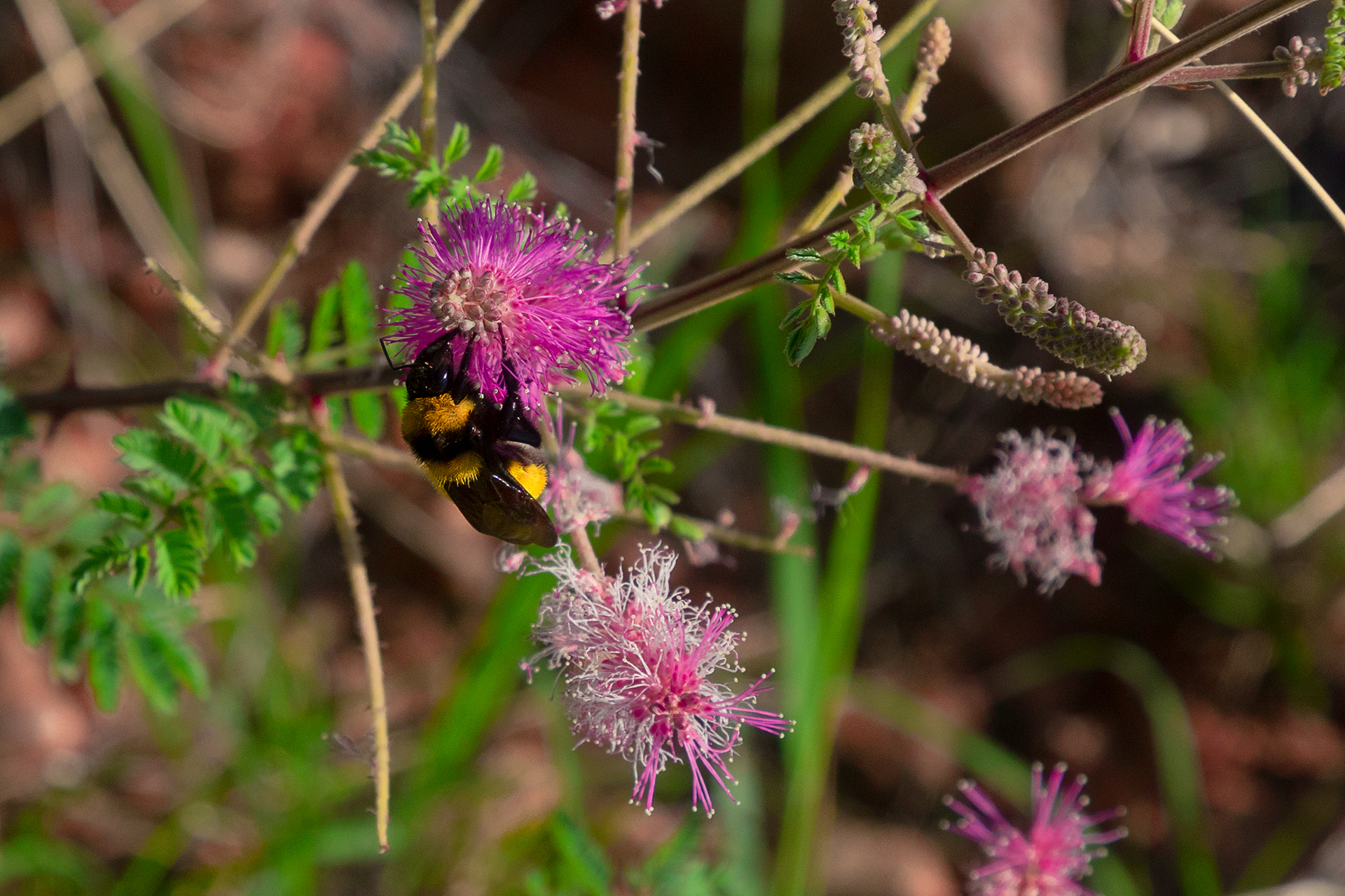 Arizona State Parks & Trails